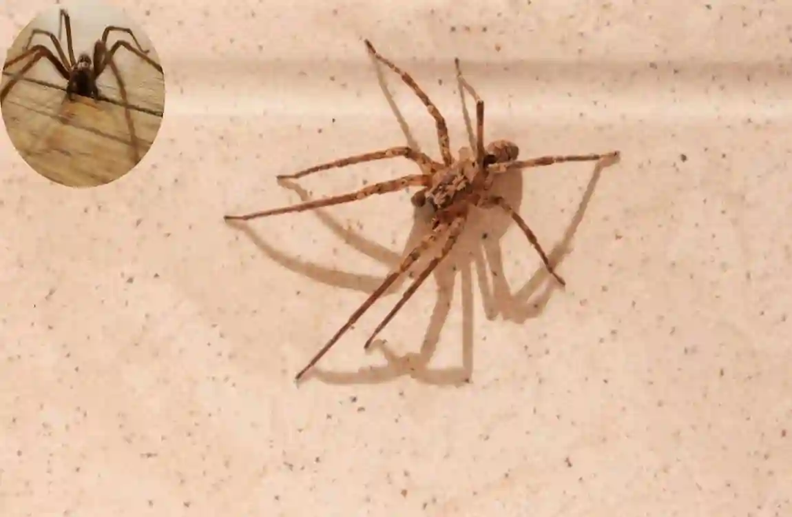 How Long Do House Spiders Live in Your Home? Lifespan Secrets Revealed ...